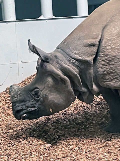 Project Gallery | Bark Boys